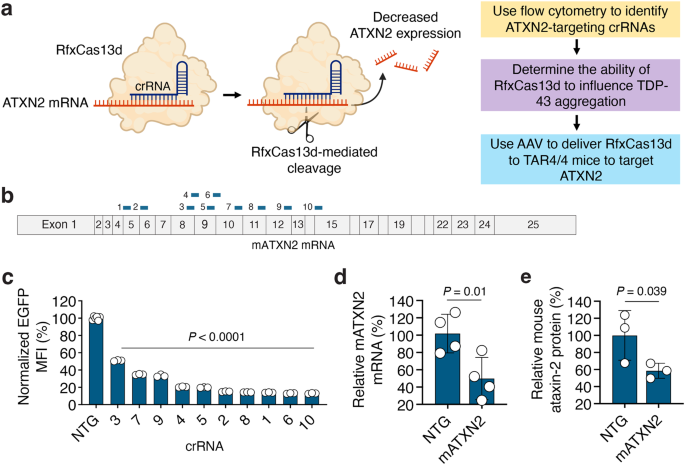 Mitigating a TDP-43 proteinopathy by targeting ataxin-2 using RNA-t...