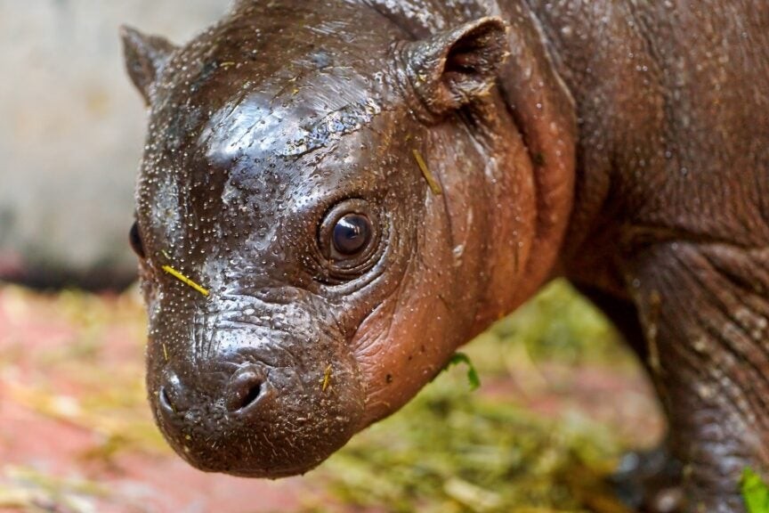 Viral Baby Hippo Moo Deng Steals Spotlight From Dogecoin, Shiba Inu...