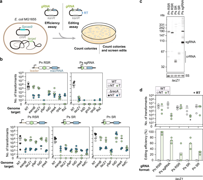 Systematically attenuating DNA targeting enables CRISPR-driven edit...