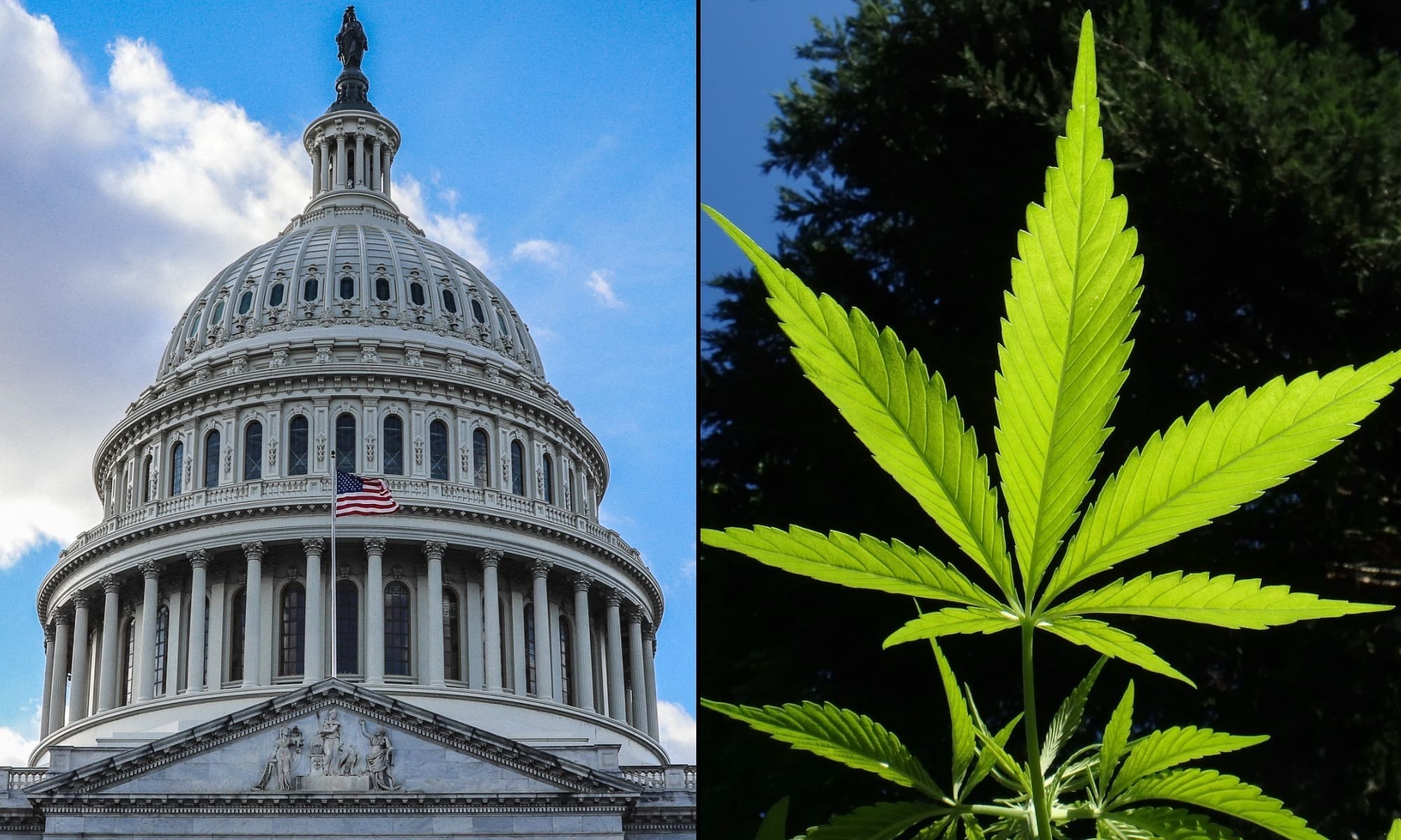 GOP Committee Chair Wants To Invalidate Bidens Marijuana Pardons Th...