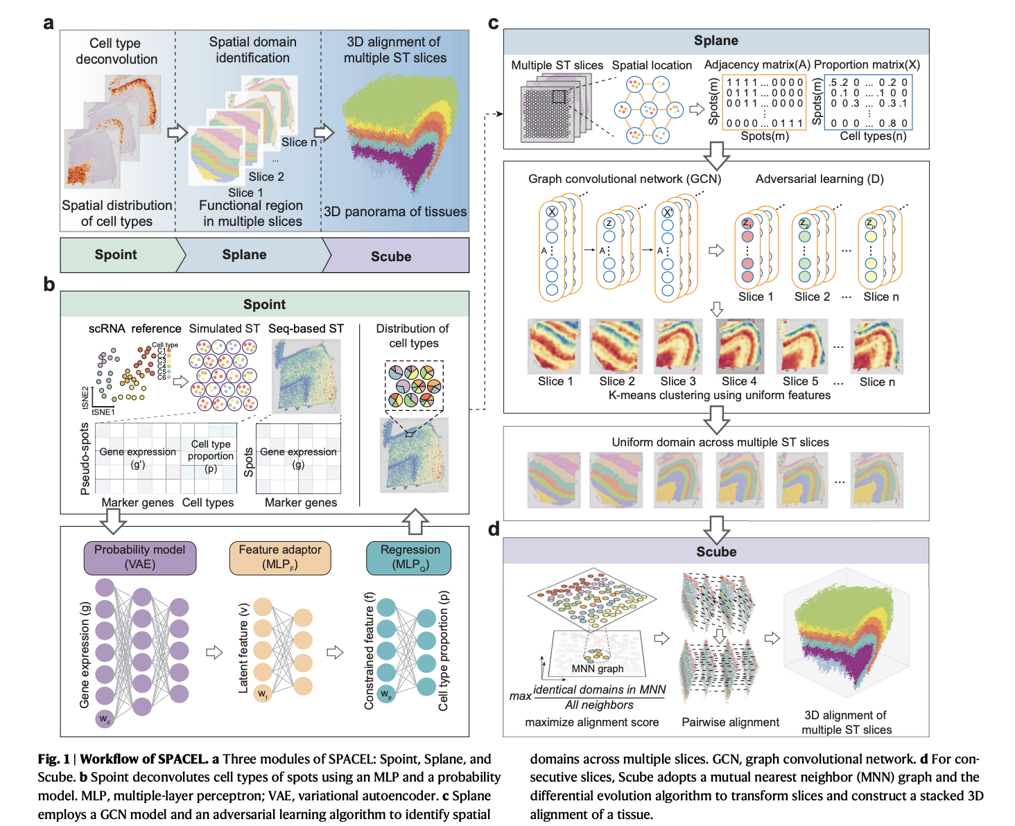 Meet SPACEL: A New Deep-Learning-based Analysis Toolkit for Spatial...