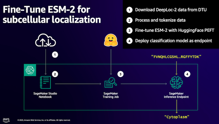 Efficiently fine-tune the ESM-2 protein language model with Amazon ...