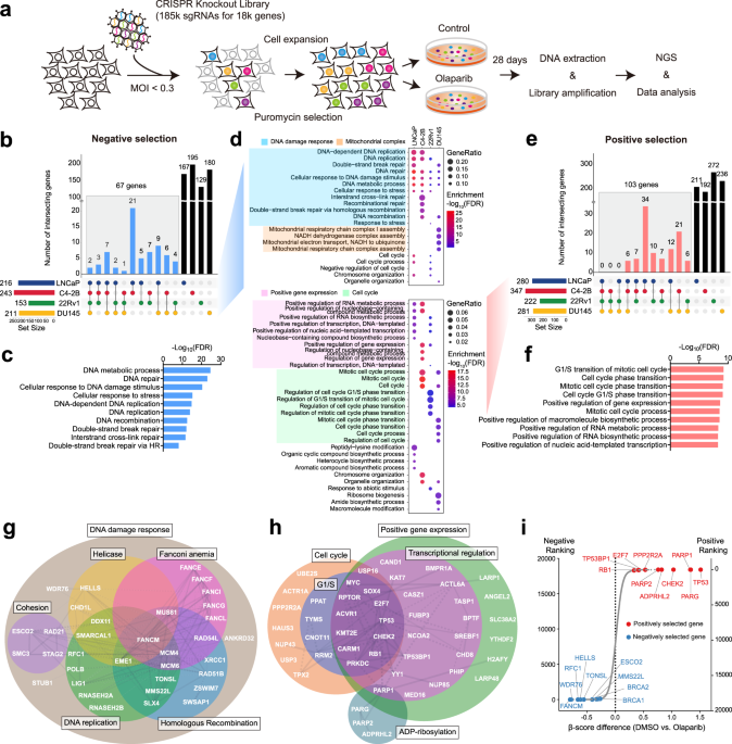 CRISPR screens reveal genetic determinants of PARP inhibitor sensit...