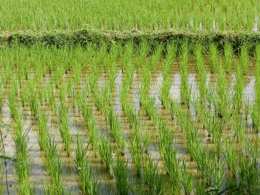 Growing rice on Mars? Gene-edited rice might be able to grow in the...